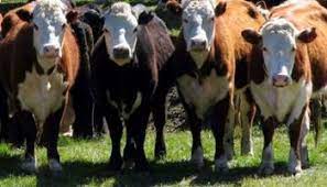 Baja el valor medio del novillo en el Mercosur