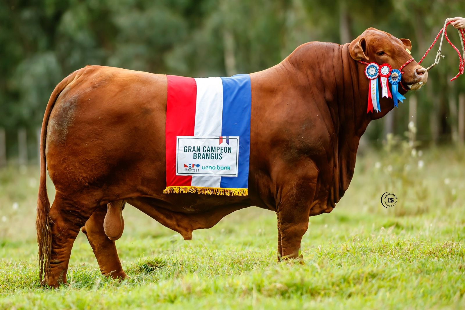 Paraguay en la cima de la ganadería con el mejor toro Brangus del mundo