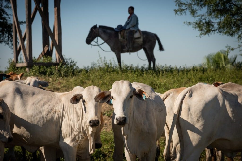 Paraguay vacunará 800 mil cabezas menos en esta campaña contra la aftosa