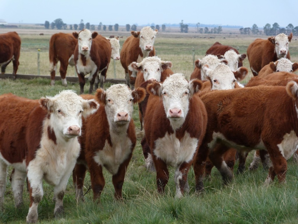 Novillo Mercosur: valor medio alcanza el máximo en un año